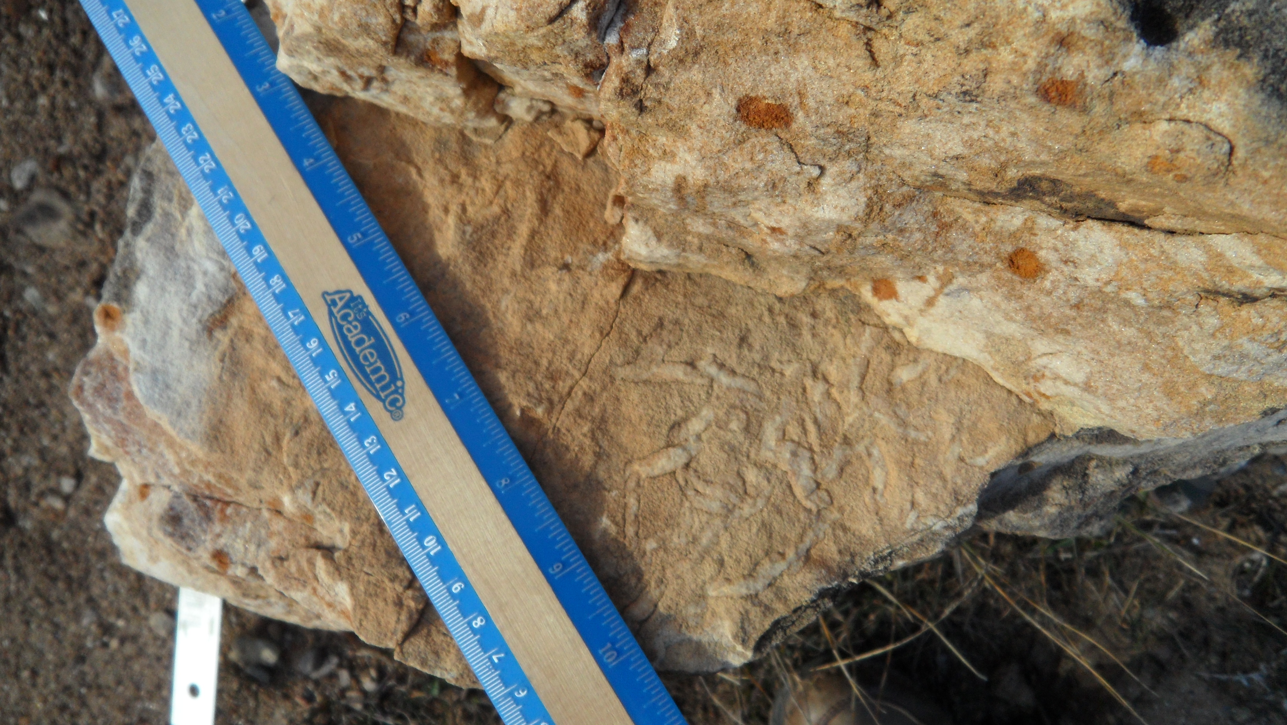 Fossils and Geology of Lanark County, Ontario: Diplocraterion in Dodds ...