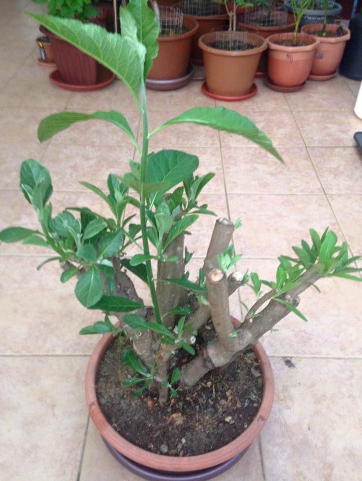 SantaiD'Rimba: Bonsai Pokok Bismillah Berpindah