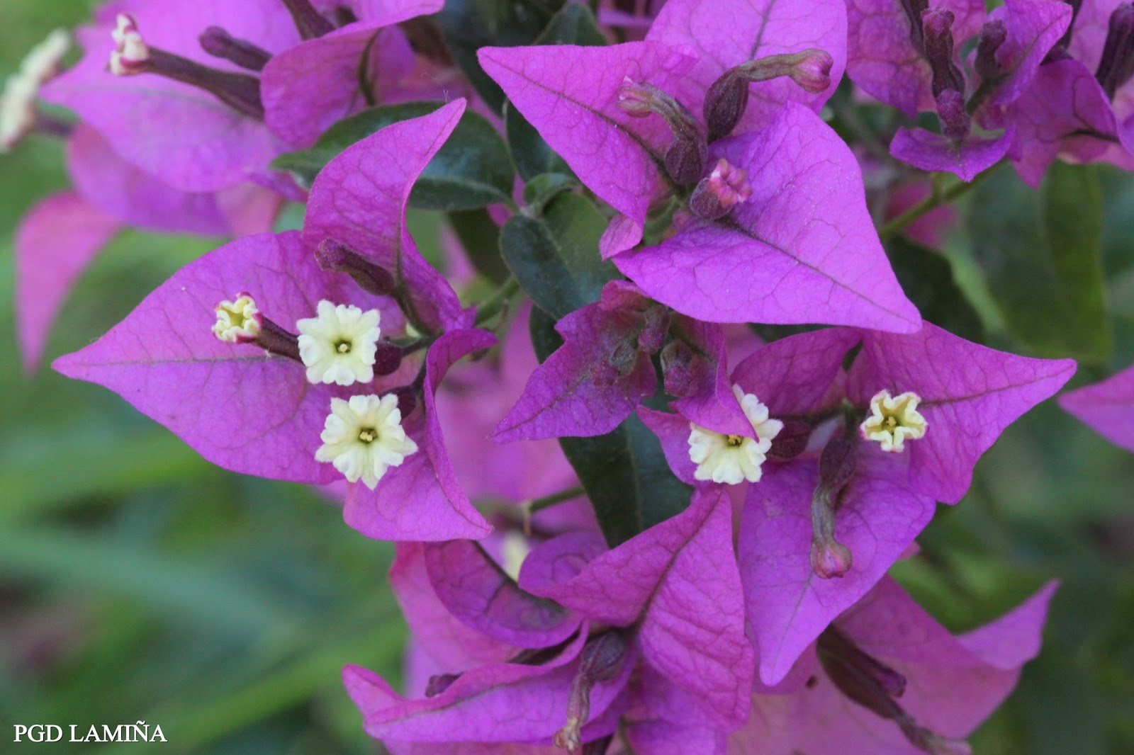 BOUGAINVILLEA SPECTABILIS. buganvilla.