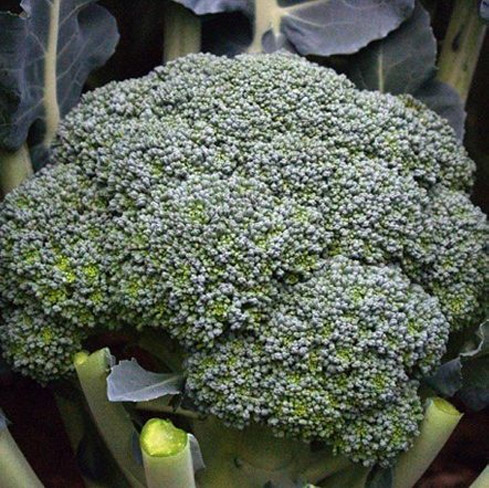 Broccoli Cultivating Guide