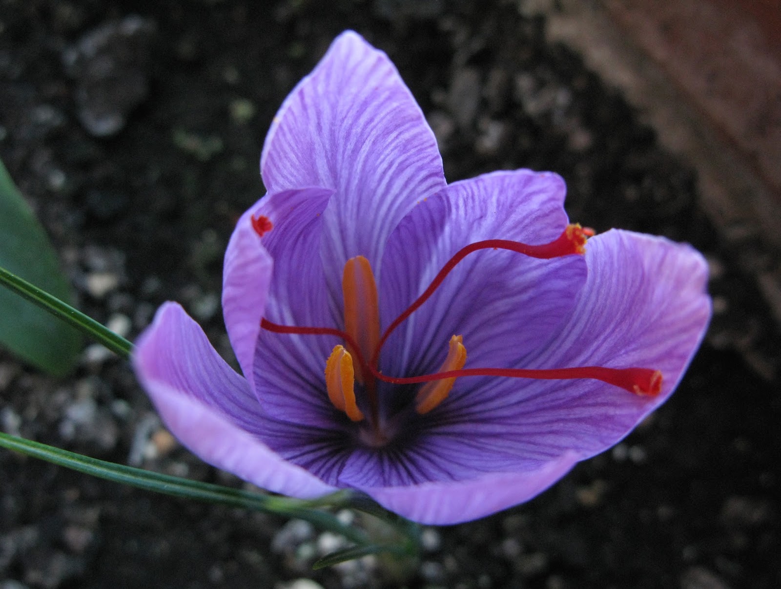 Flores y Palabras: Flores de azafrán