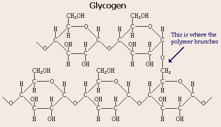 Biologi Kelas XI Glikogen | Biologi Kelas