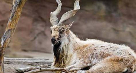 What is the national animal of Pakistan?