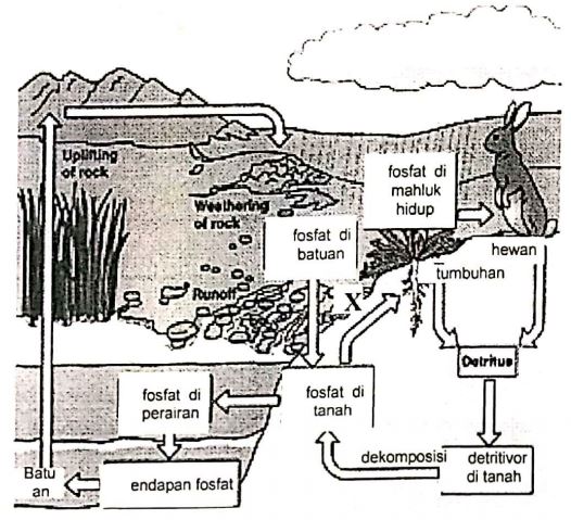 Pembahasan Soal UN Biologi 2019 Nomor 07 (Daur biogeokimia: Siklus ...