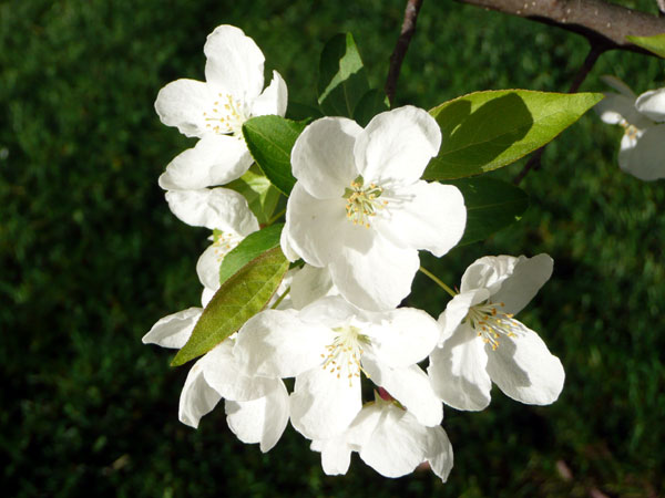 The Snowdrift Crabapple Tree