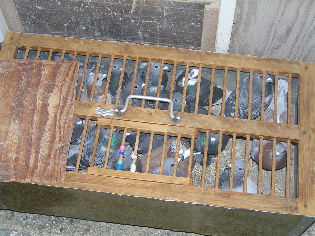 AMERICAN RACING PIGEON UNION: Homing Pigeons 101 - Helpful Tips: Self ...