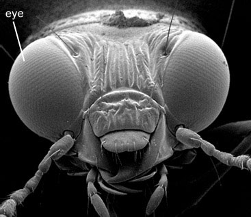 Universo Animal: ¿Cómo ven los insectos?