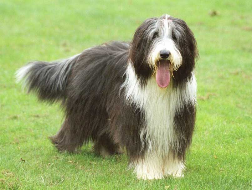 10 de las razas de perros más suaves del mundo