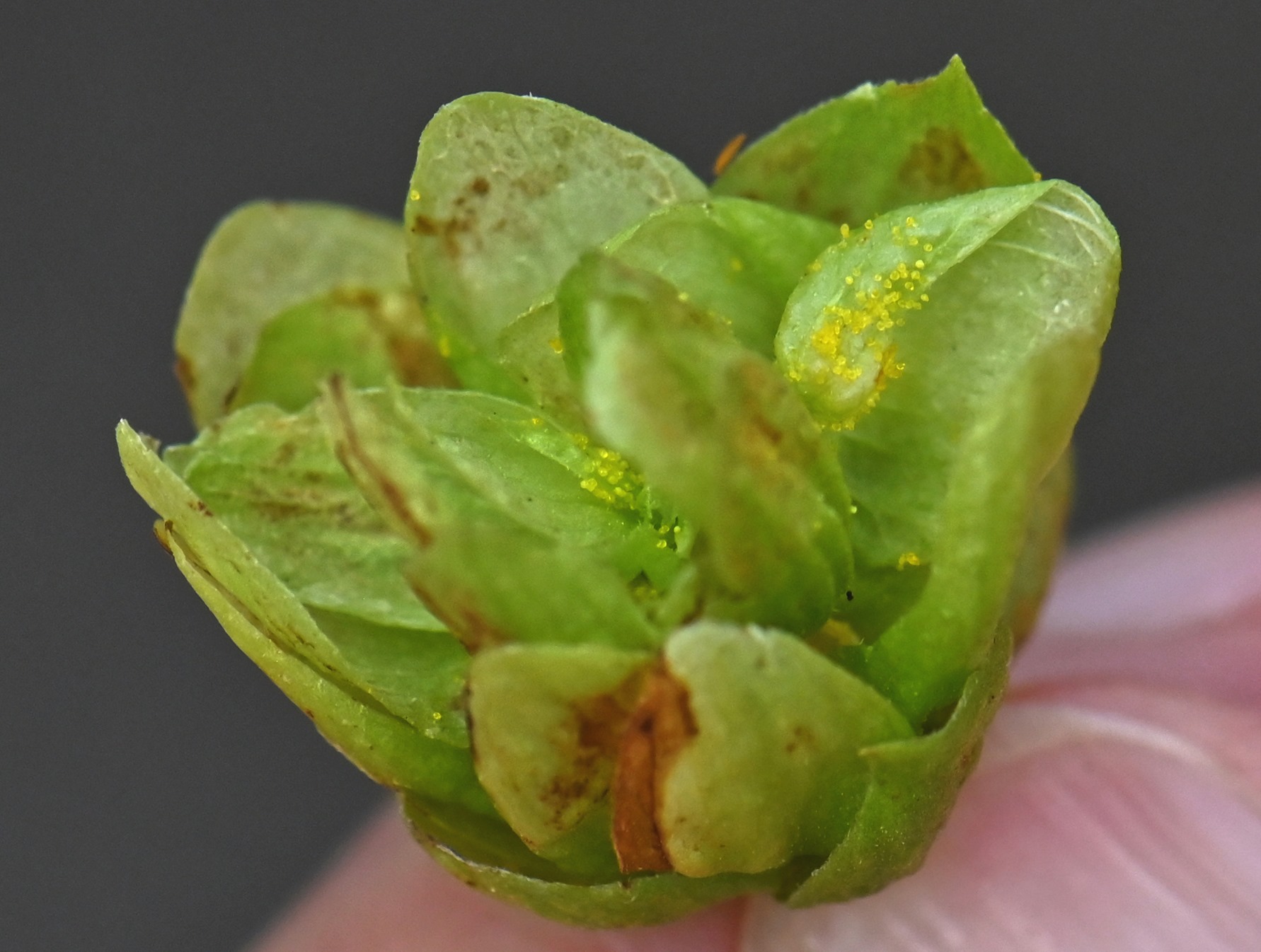 Nature Ramblers: June 2021