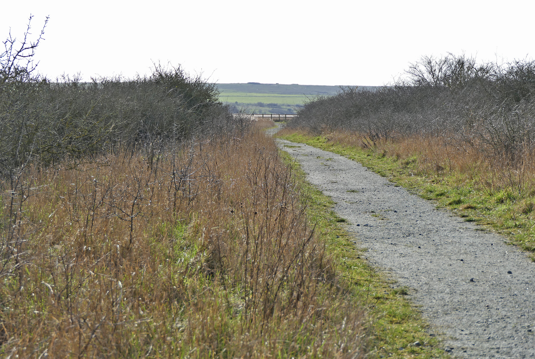 Bowers Marsh walk, February 2021 No. 8