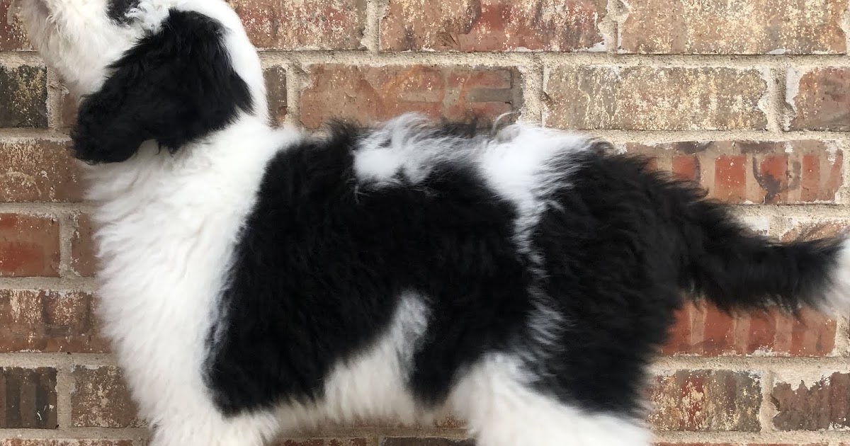 Giant Sheepadoodle Hypoallergenic