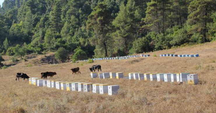 Πόσο μακριά πρέπει να απέχουμε από ένα ξένο μελισσοκομείο