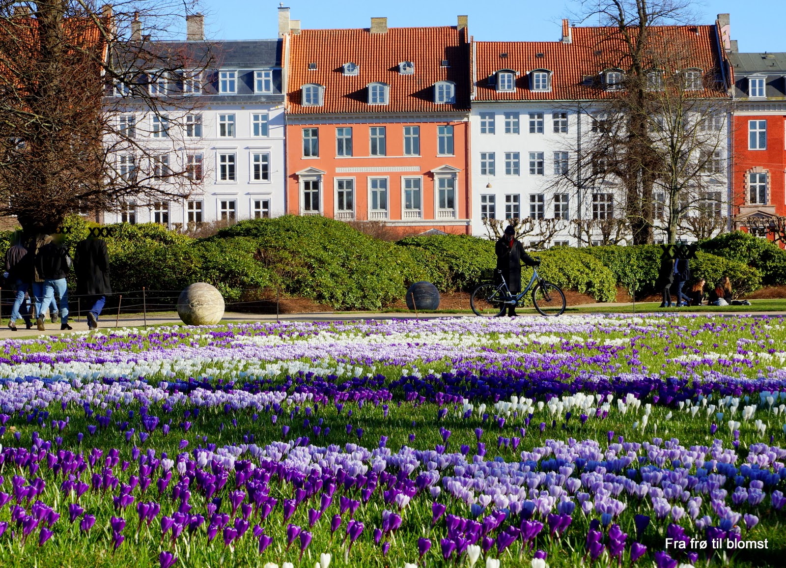 Fra frø til blomst: Krokusplænen i Kongens Have