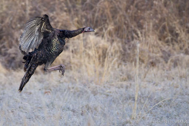 Country Captures: Wild Turkeys on the Wing