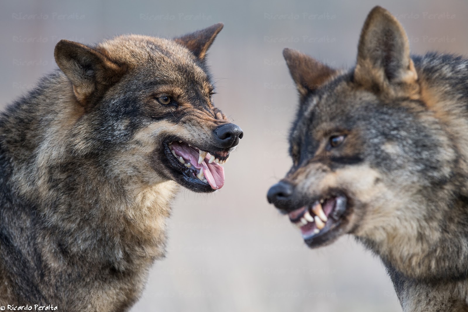 Ricardo Peralta. Fotógrafo de Naturaleza: Lobo Ibérico (Canis lupus ...