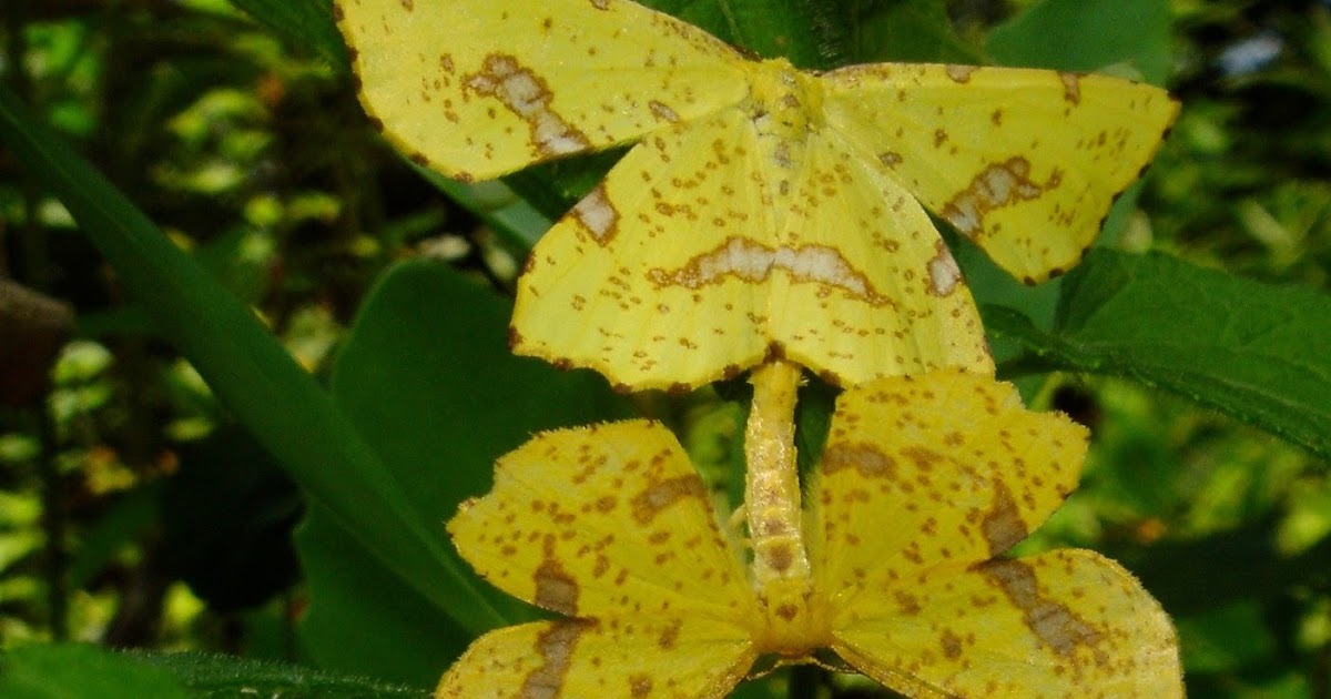 Sweating the Small Stuff: 75 Common Arkansas Insects (continued)