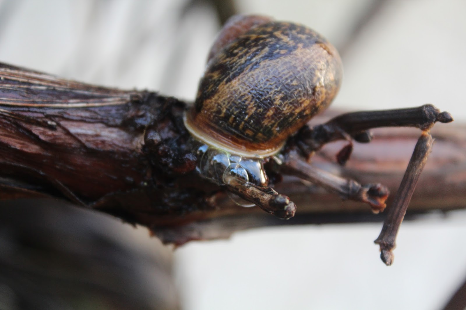 Special Effects - Brave New World: Snail Skin and Mucas