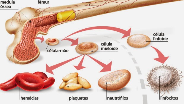 Medula Óssea - (Tecido Mielóide)