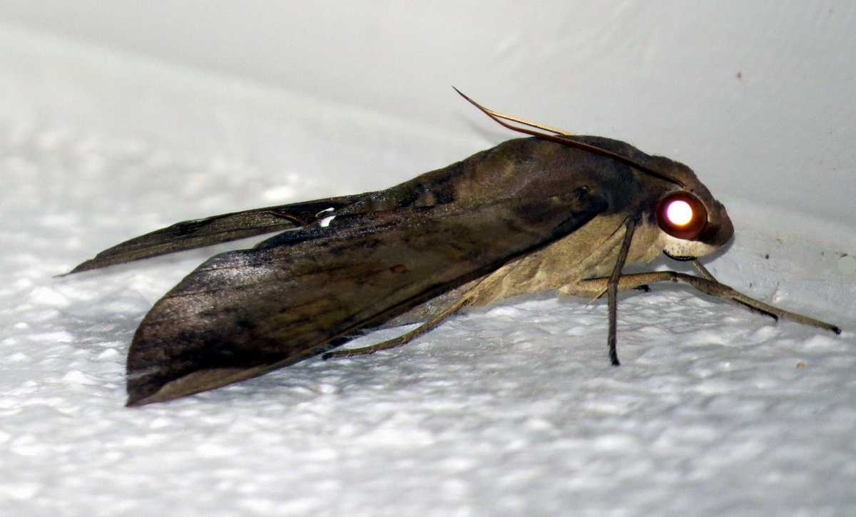 Hiking Curaçao - Flora and Fauna: Giant Moth - Grote Nachtvlinder