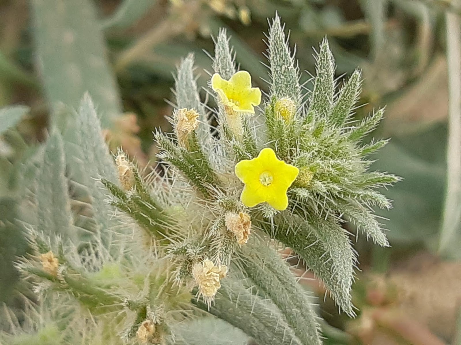 സമന്വയനം