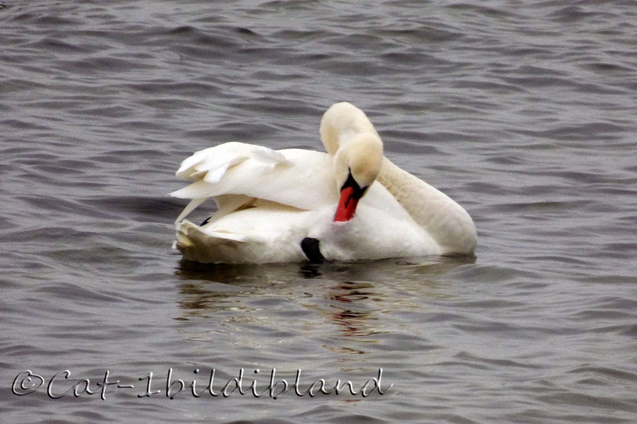 1 bild ibland: november 2014