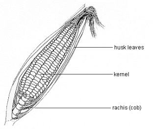 Klasifikasi dan Morfologi Jagung
