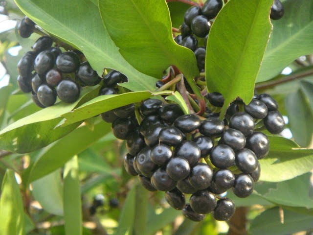 alamcyber 2020: BUAH KERIANG DOT ANGGUR MALAYSIA