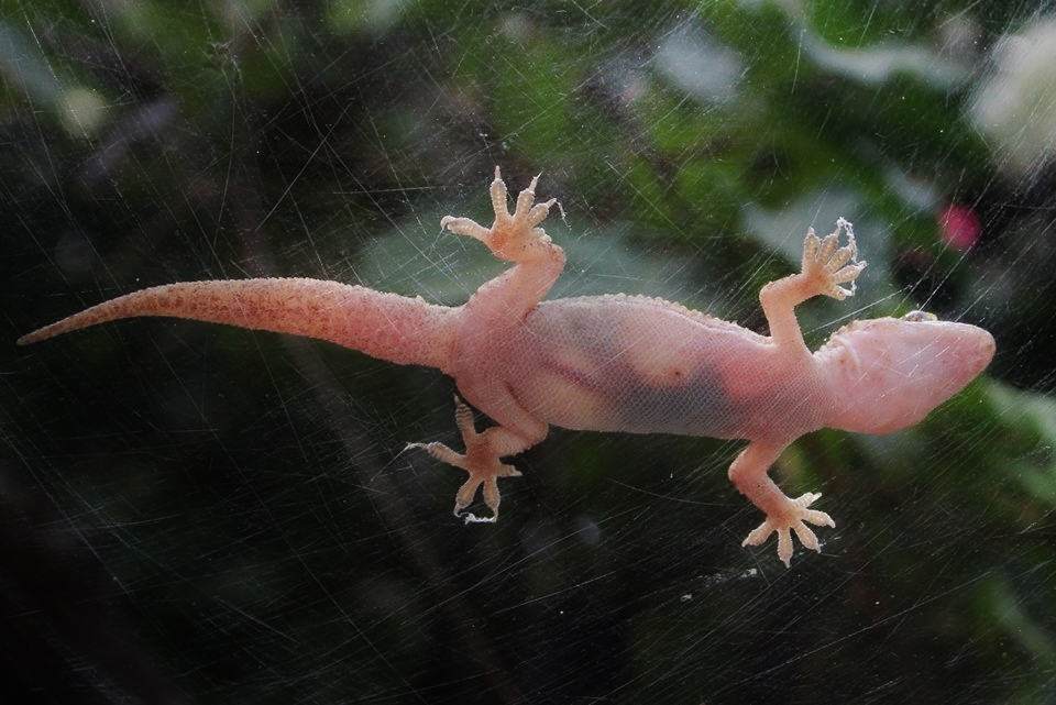 Ερπετά και αμφίβια της Κύπρου - Reptiles and amphibians of Cyprus by ...