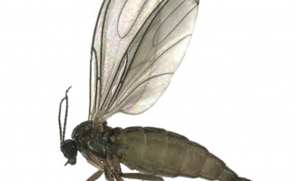 JeffCo Master Gardeners: Are Gnats in Your Home Making You Nuts? By Amy ...