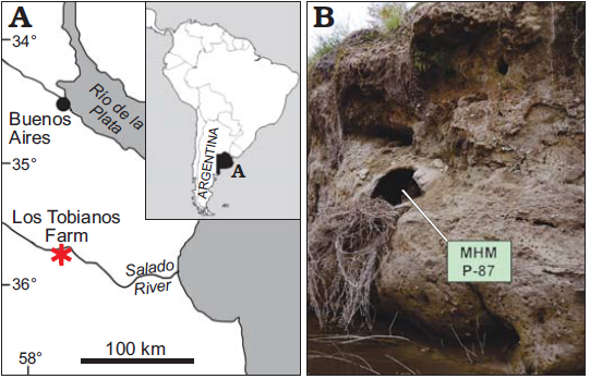 Sciency Thoughts: Panochthus sp.: Preserved tracheal rings in a Late ...