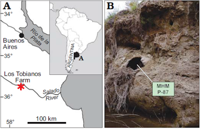 Sciency Thoughts: Panochthus sp.: Preserved tracheal rings in a Late ...