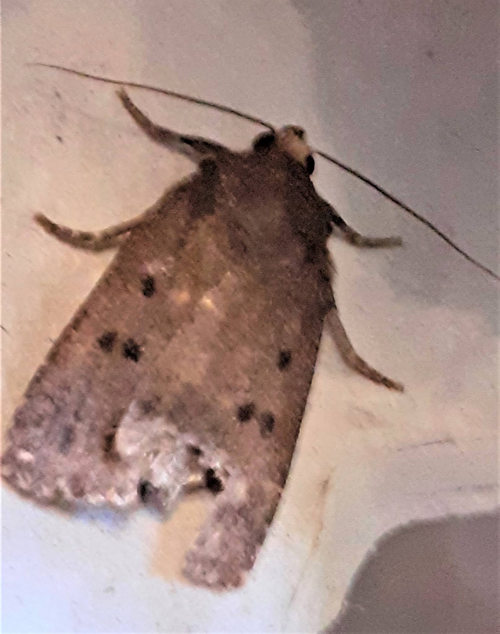 Ceredigion Moths: Mouse Moth