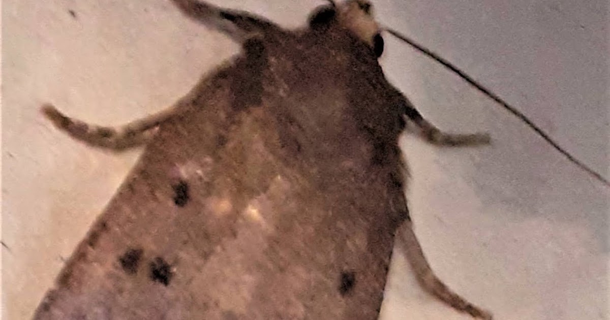 Ceredigion Moths: Mouse Moth