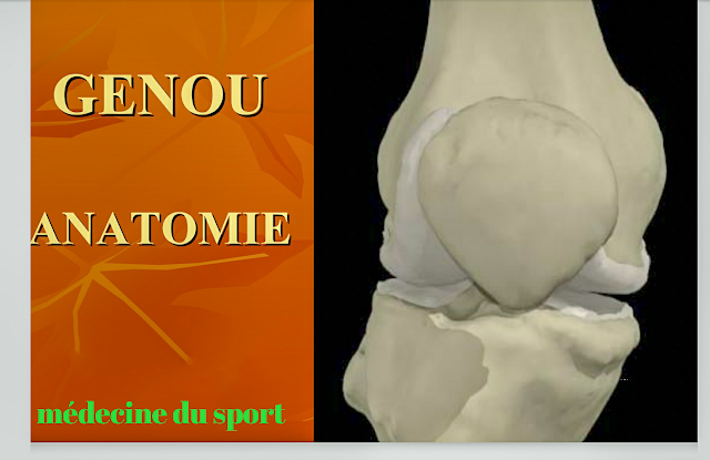 ANATOMIE DU GENOU