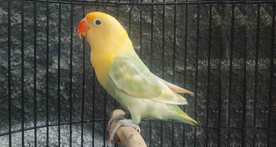 Combination of mutations that can eliminate wing patterns in fischeri ...