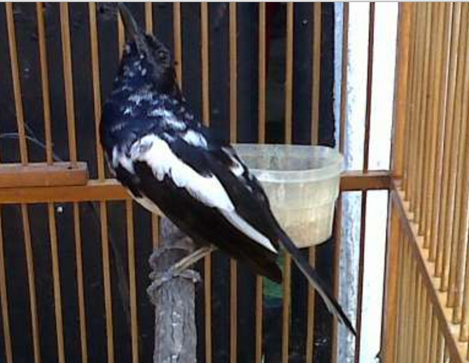 Jenis-Jenis Burung Kacer Yang Ada Di Indonesia