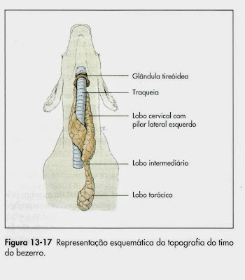 AnatoVet: SISTEMA LINFÁTICO