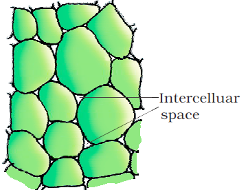 Anatomy of flowering plants - Notes (Class 11) Part 1 The Tissues