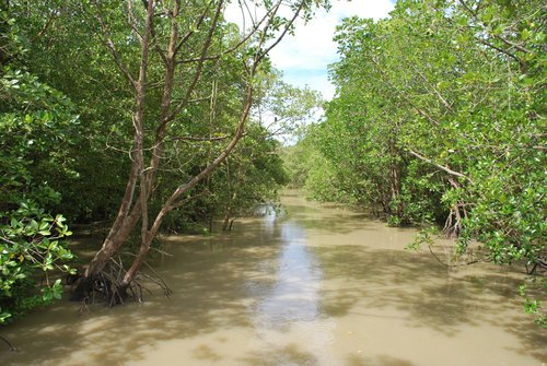 peceq™: 715. Nikmati keindahan paya bakau terletak di pesisir Sungai ...