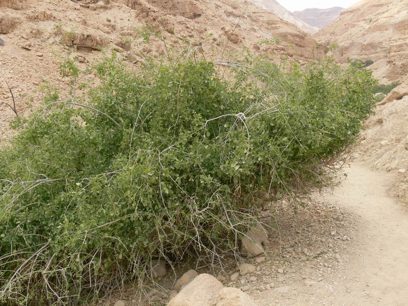 What is Miswak-Sewak - As Sunnah Impex