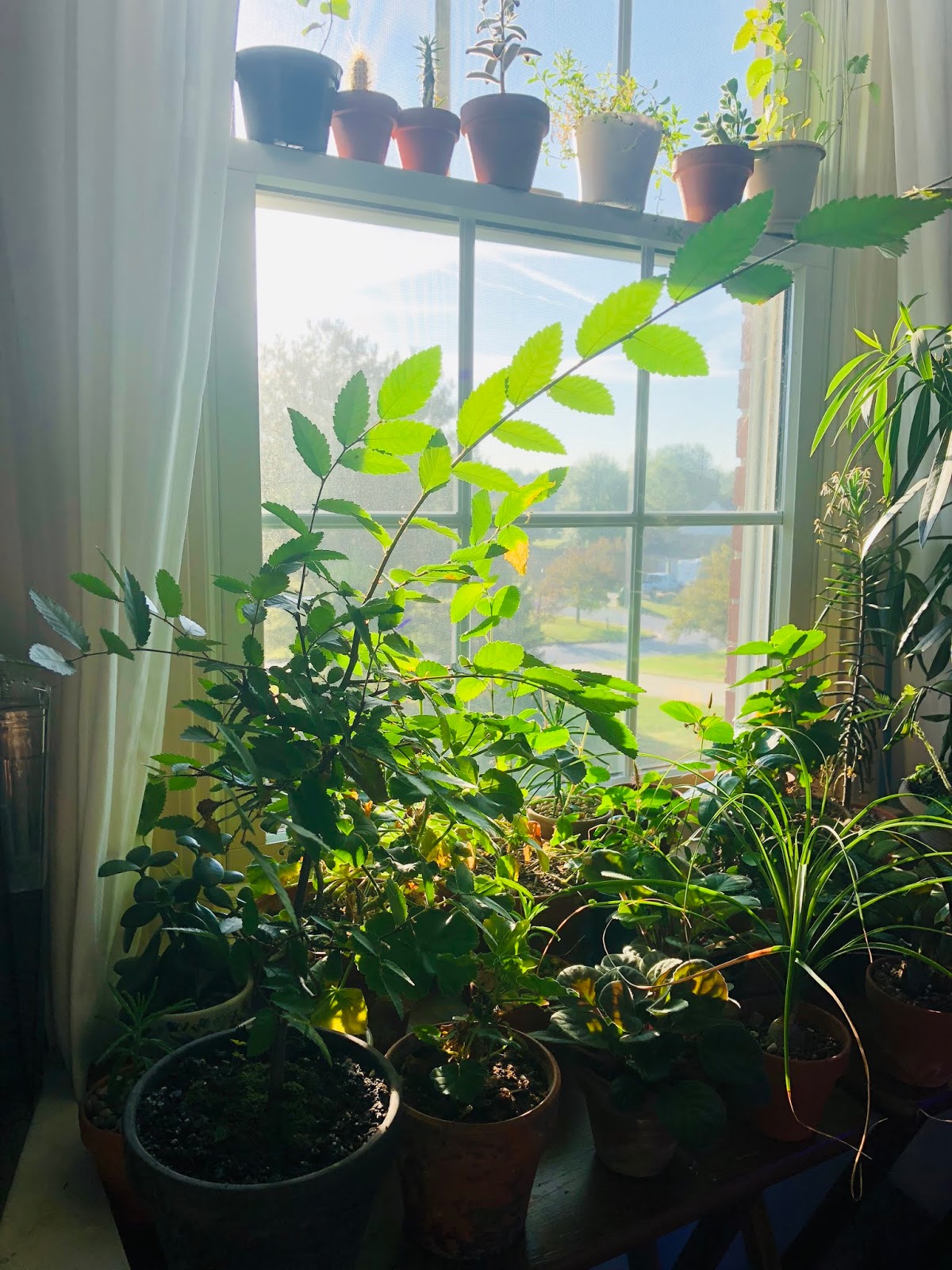 Lily's Indoor Jungle: Indoor Elm Tree Care Updated