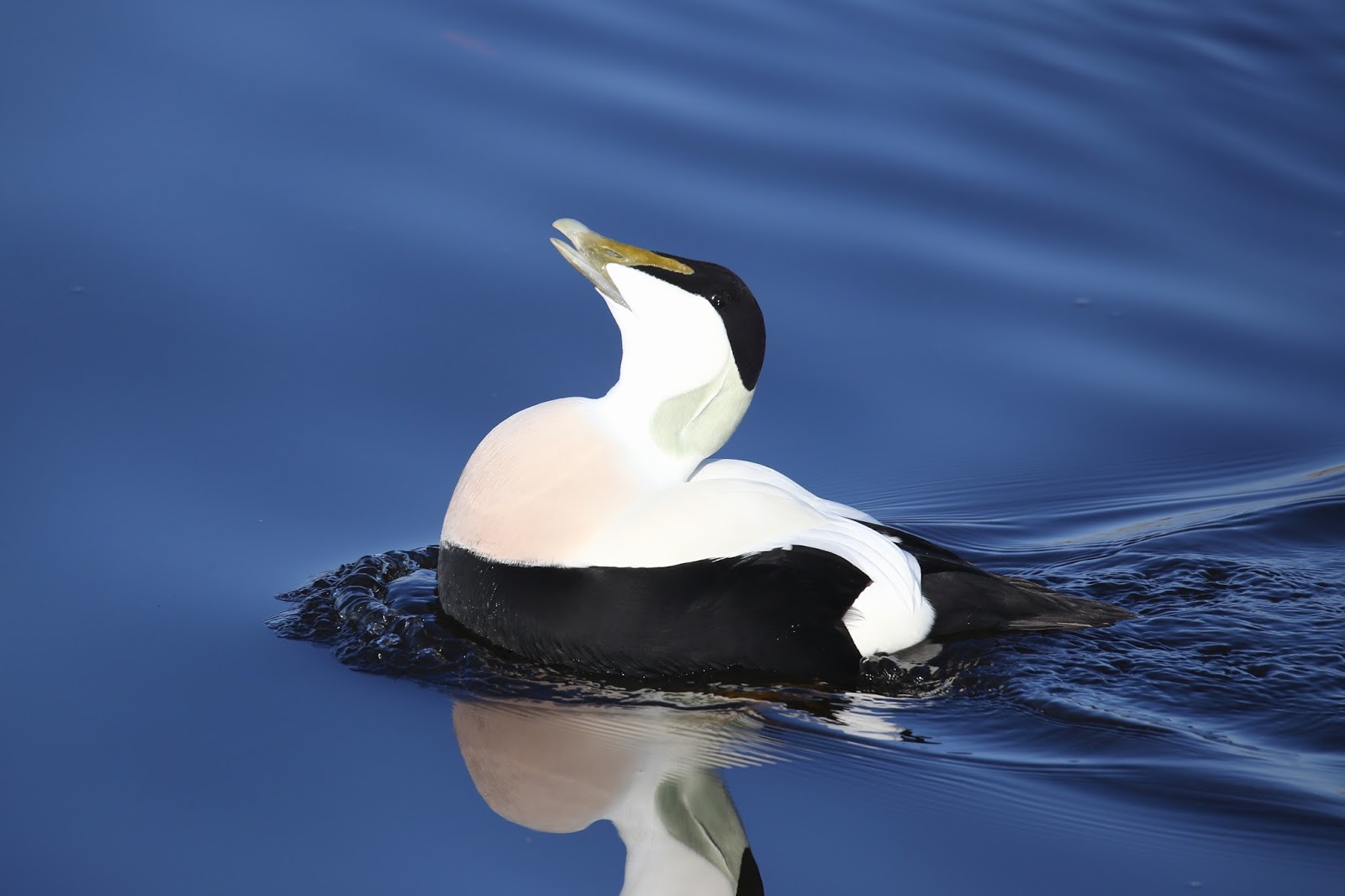 TrogTrogBlog: Bird of the week - Common eider
