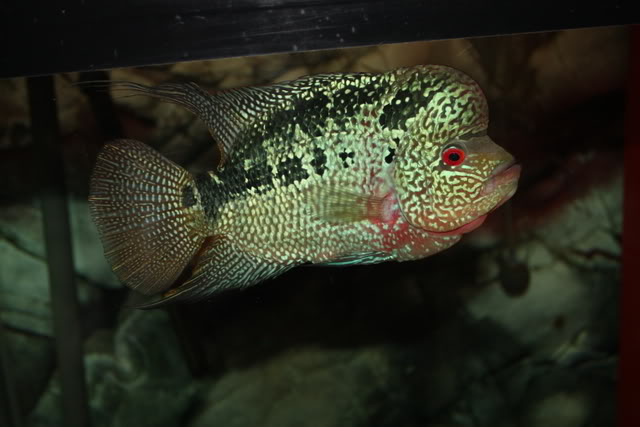 Flowerhorn The Hybrid Cichlids: King Kamfa 1