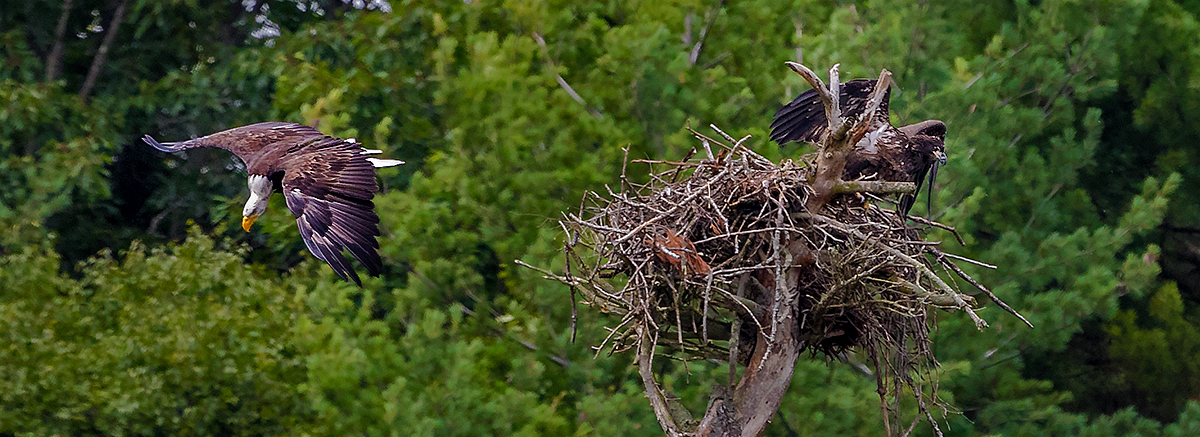 Getting it Right in the Digital Camera : Fallen Eagles Gallery