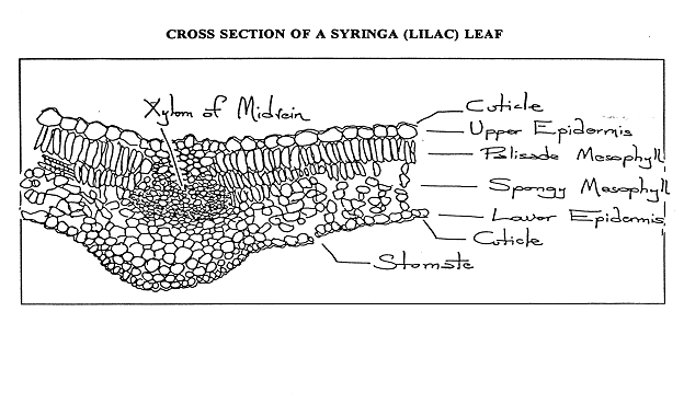 The BioLogs: CAPE 2 - Photosynthesis: Structure of the leaf ...