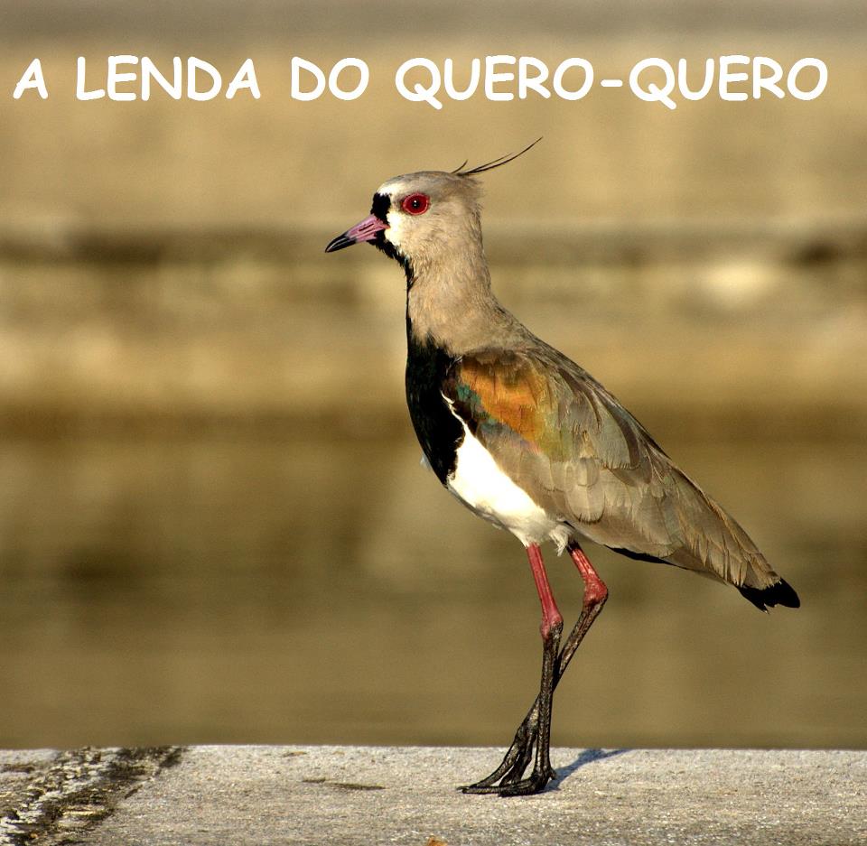 Lenda Do Quero Quero - FDPLEARN
