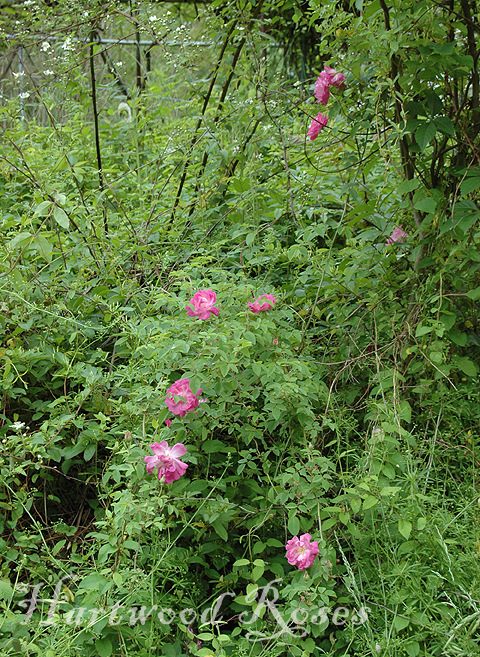 Hartwood Roses: My First Rose Rustle of the Year
