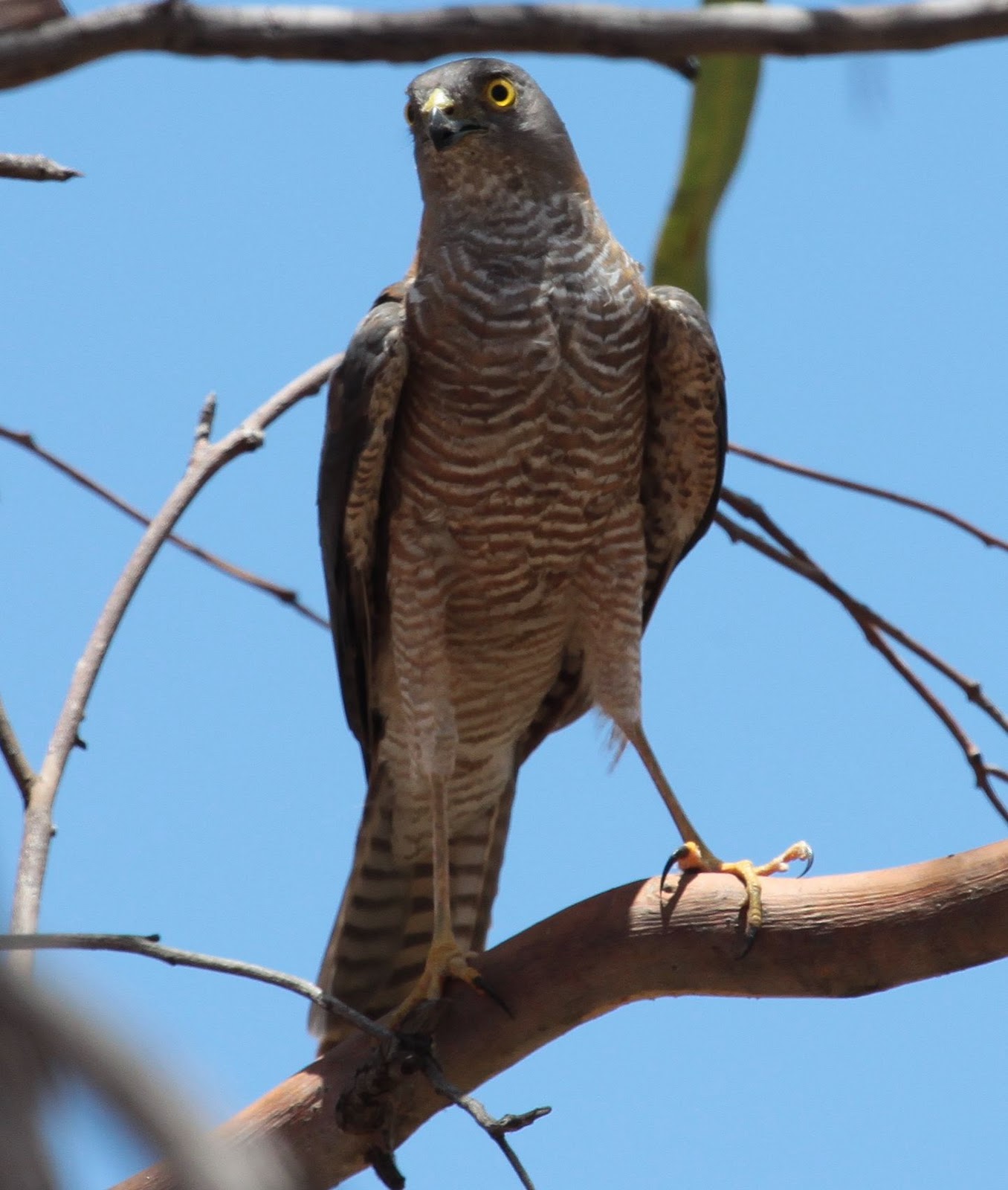 Richard Waring's Birds of Australia: Collared Sparrowhawk at Redbank ...