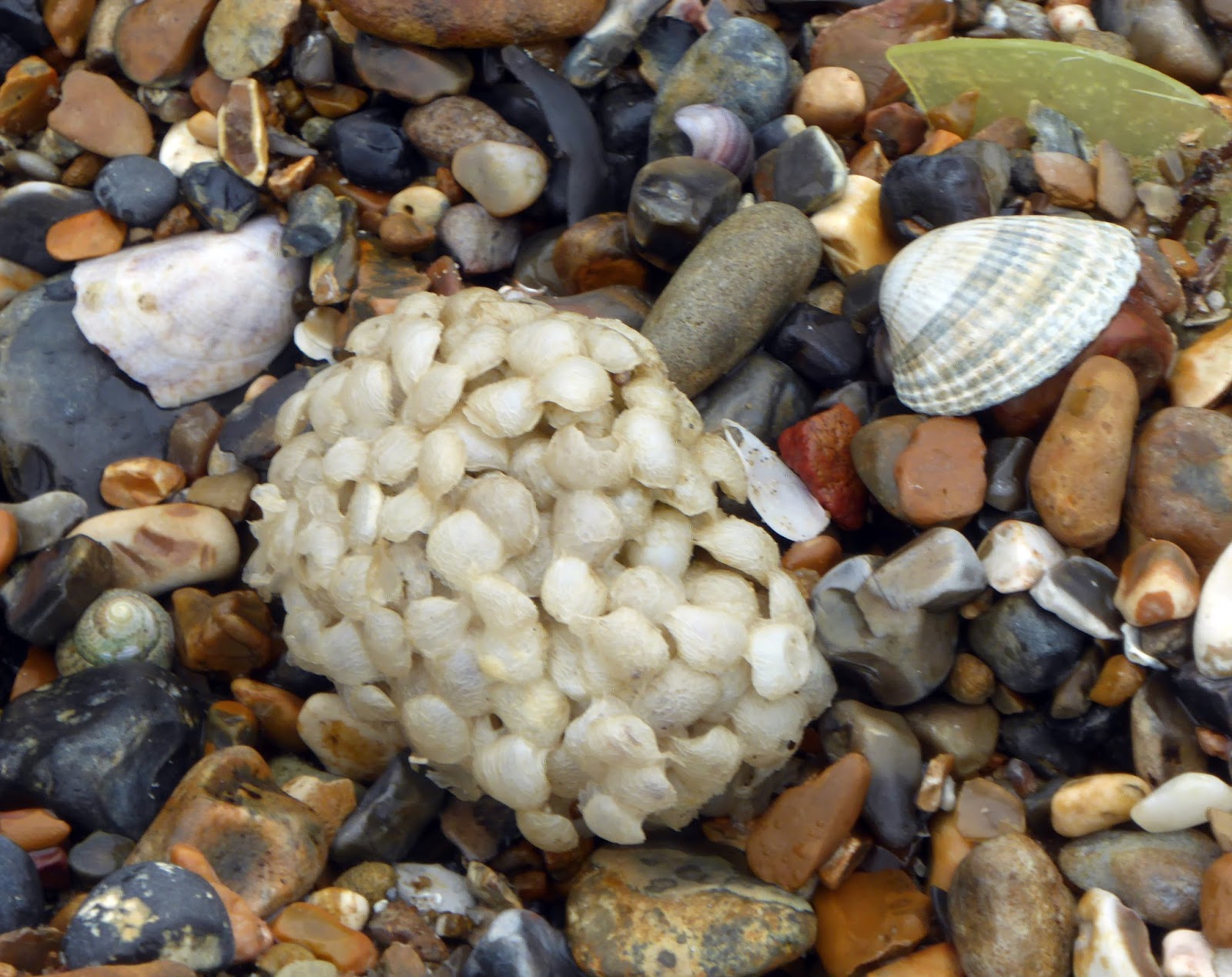 Wild and Wonderful: Isle of Wight (7): Shells at St Helens and Various ...