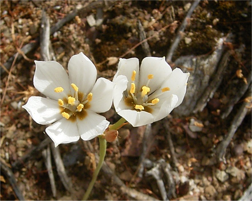 Desert Plants and Wild Flowers Images: Ornithogalum dubium